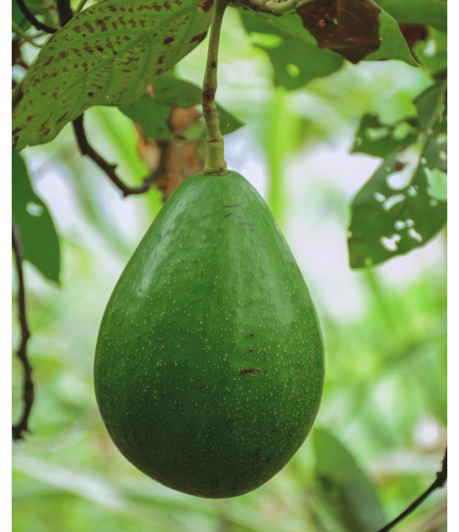 Avocado